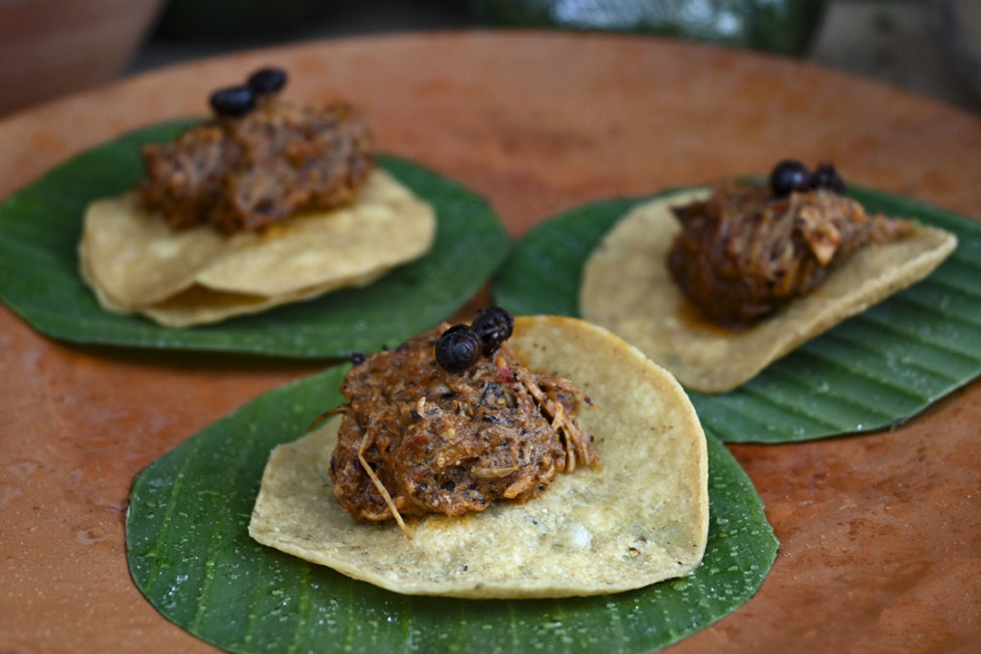 La chicatana, la estrella de la cocina tradicional oaxaqueña - Leche ...