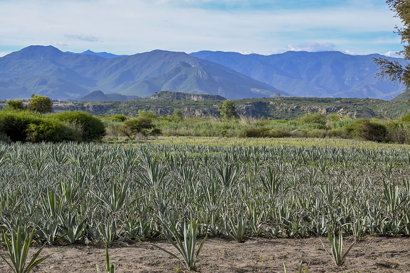 Celebra Magueytoken inversiones en Oaxaca - Leche con tuna